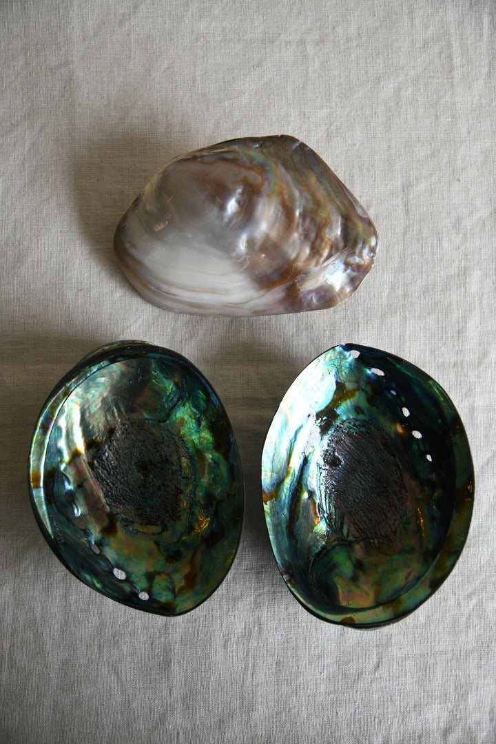 Abalone Shells – Kernow Furniture