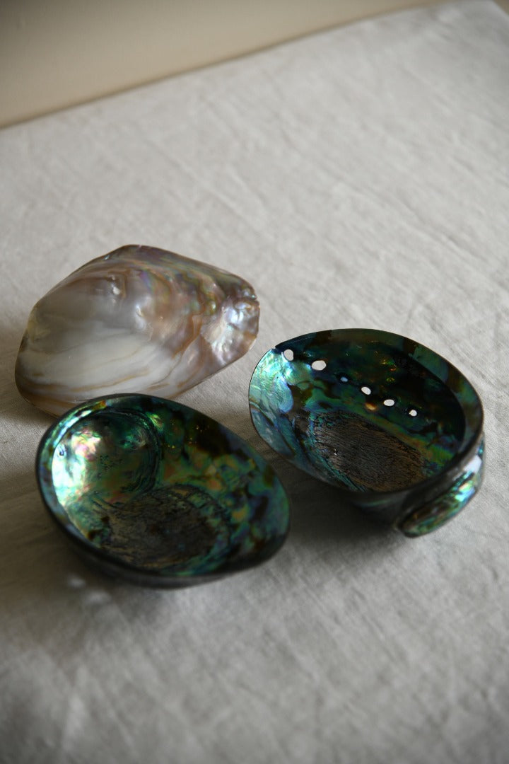 Abalone Shells – Kernow Furniture