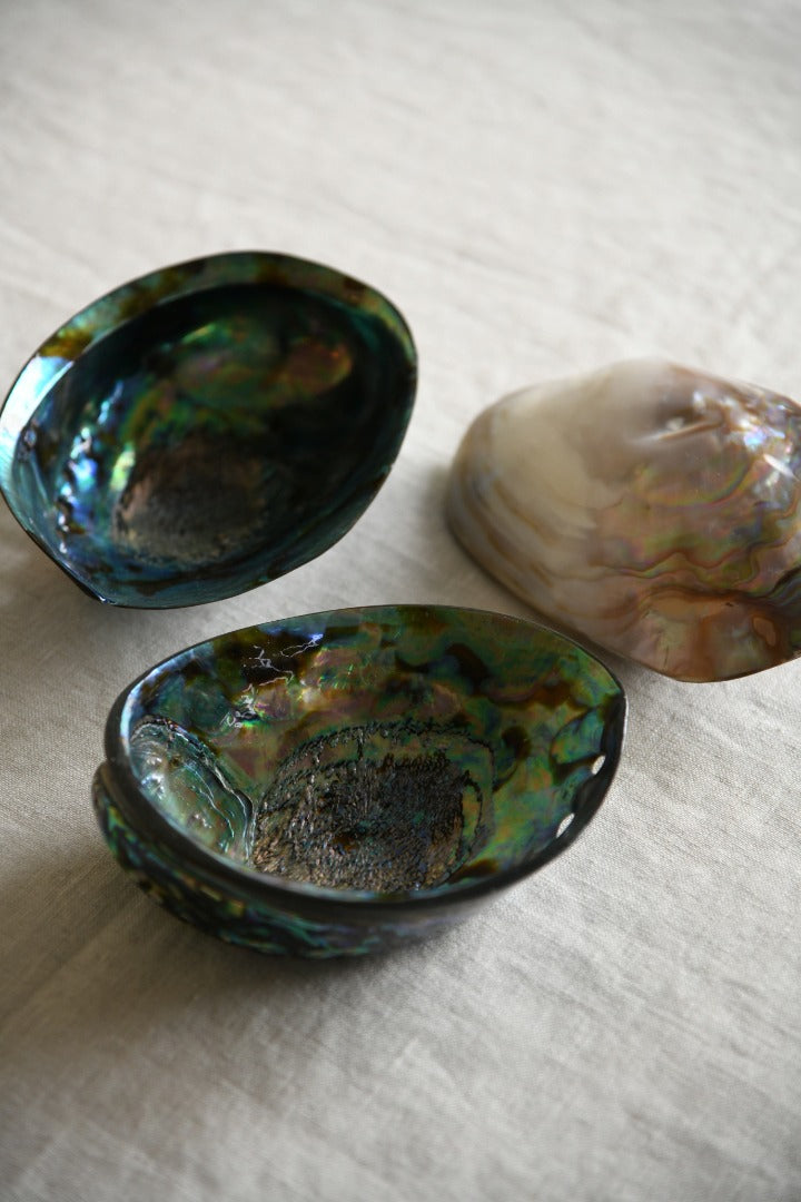 Abalone Shells – Kernow Furniture