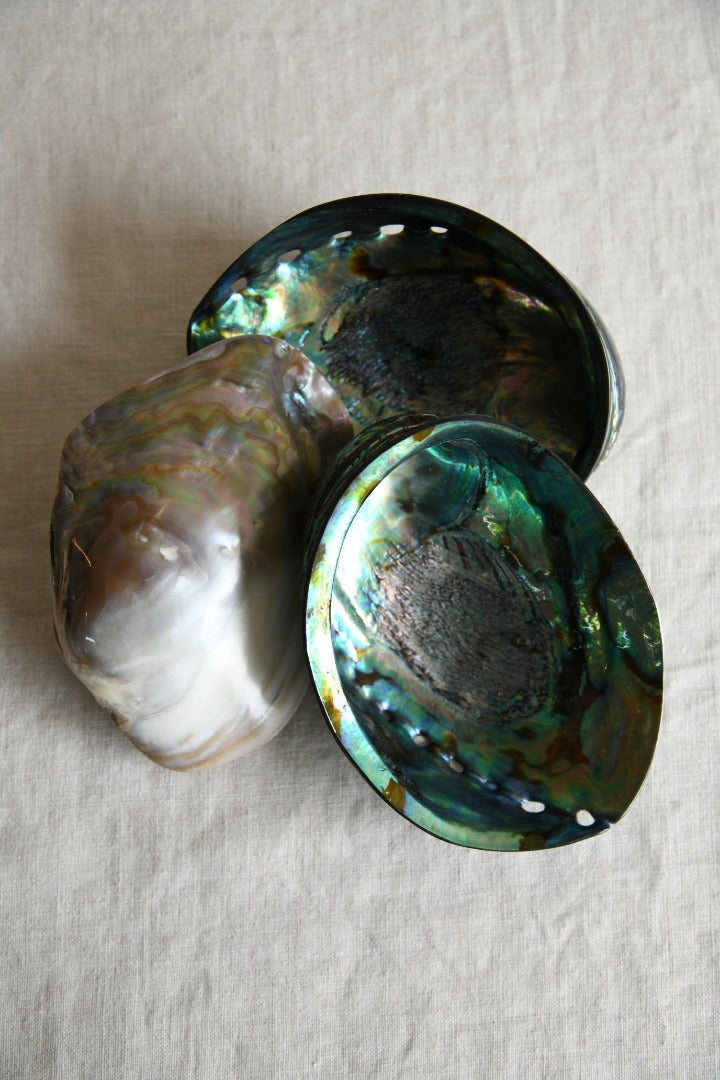 Abalone Shells – Kernow Furniture