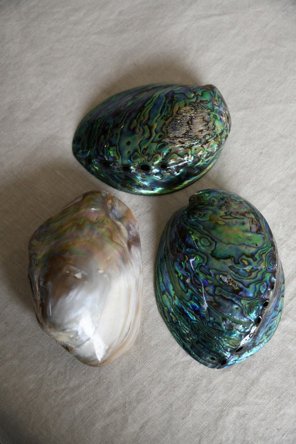 Abalone Shells – Kernow Furniture